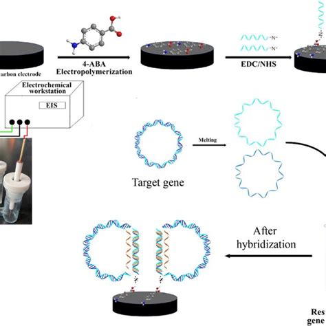 Schematical Diagram Of The Detection Process Of Electrochemical Sensor