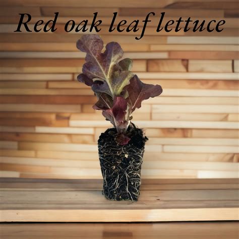Red Oakleaf Lettuce Austral Seedlings
