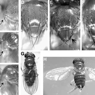 Adult Phenotypes Illustrate Genetic Interactions Between Brm And Dl Download Scientific
