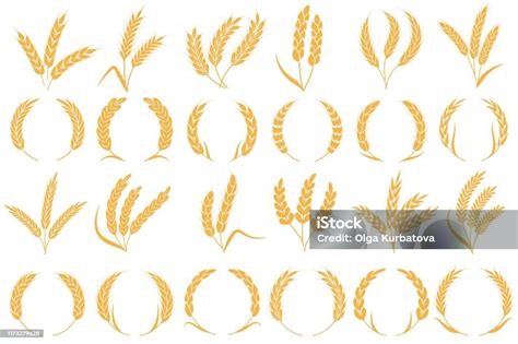 밀 또는 보리 귀 황금 곡물 수확 줄기 곡물 밀 옥수수 귀리와 호밀 보리 유기 밀가루 농업 식물 벡터 수집 밀에 대한 스톡 벡터