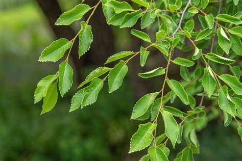 Ulmus Parvifolia Drake