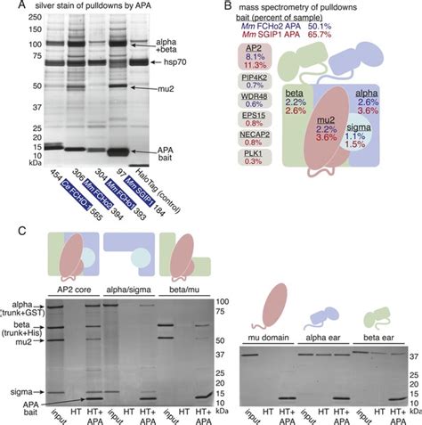 The Membrane Associated Proteins Fcho And Sgip Are Allosteric