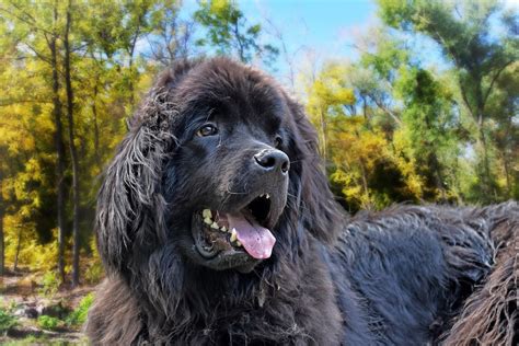 How Much Exercise Does A Newfoundland Need