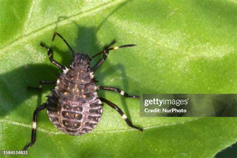 Stink Bug Nymph Photos And Premium High Res Pictures Getty Images