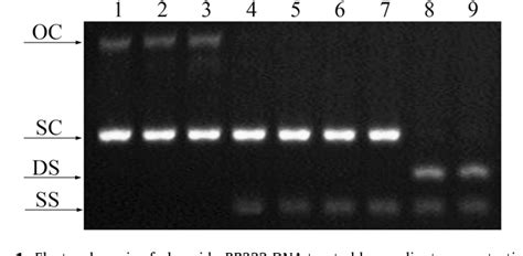 Figure 1 From Visualization Of Alkali Denatured Supercoiled Plasmid Dna