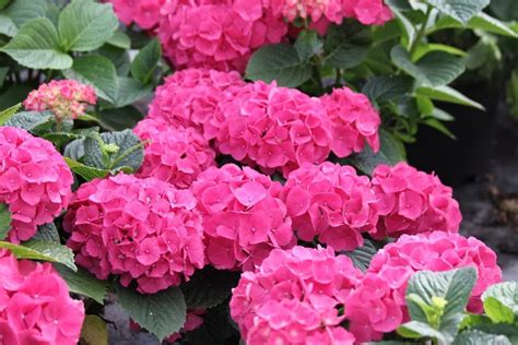 Гортензия крупнолистная Ред Барон или Hydrangea macrophylla ‘Red Baron ...
