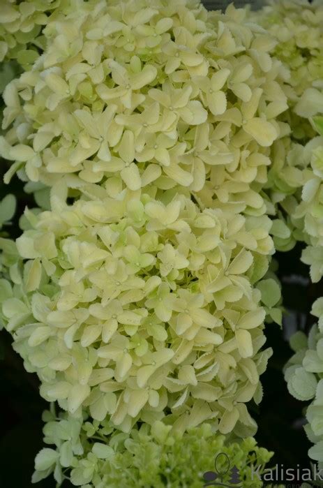 Hydrangea Paniculata White Light Hortensja Bukietowa