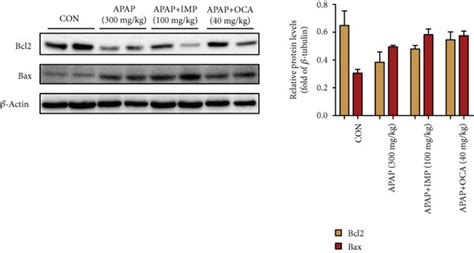 Pretreatment With IMP Attenuates APAP Overdose Induced Apoptosis In WT Download Scientific