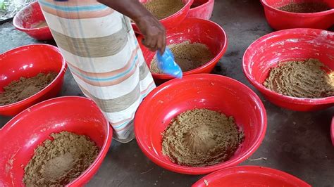 গোবর দিয়ে ব্লাক সোলজার ফ্লাই বা প্যারেট পোকার লার্ভা কালচার হয় কি হয়না। Black Solder Fly