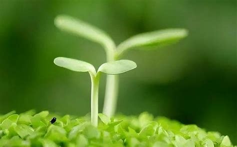 正解老子 道德經第37章 道常無為而無不為 每日頭條