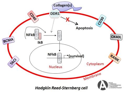 Nodular Sclerosis Classical Hodgkin Lymphoma Nschl