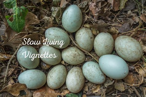 Dealing With Brooding Ducks At Pumpjack And Piddlewick