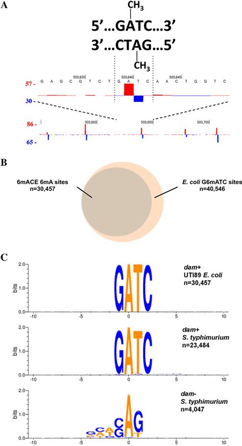 6mace Seq Maps 6ma Sites In Multiple Bacterial Genomes A Counts Of