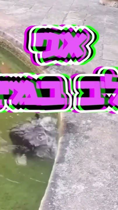 כלב במים Youtube