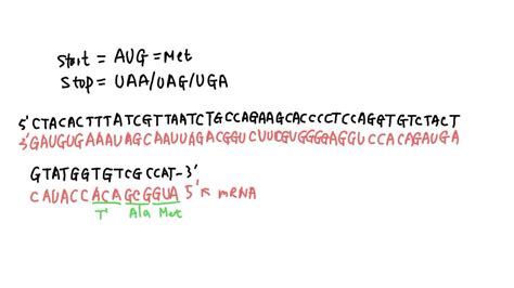Solved Answers For A And B A Rna Transcript Gau Gug Aaa Uag Caa Uua Gac Ggu Cuu Cgu Ggg Gag