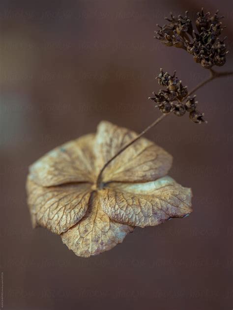 Hydrangea Macro By Stocksy Contributor Alan Shapiro Stocksy