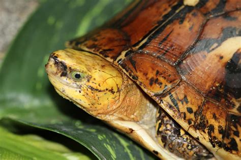 Cuora Bourreti Turtle Sanctuary Conservation Center