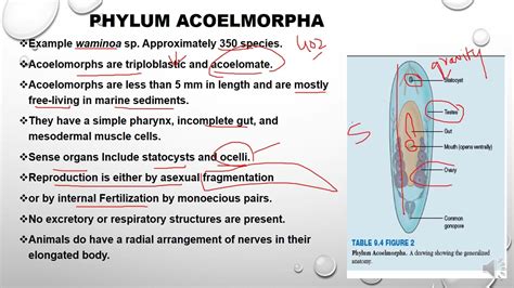 Phylum Acoelomorpha Youtube