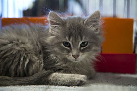 Adopt A Cute Long Haired Kitten On Petfinder