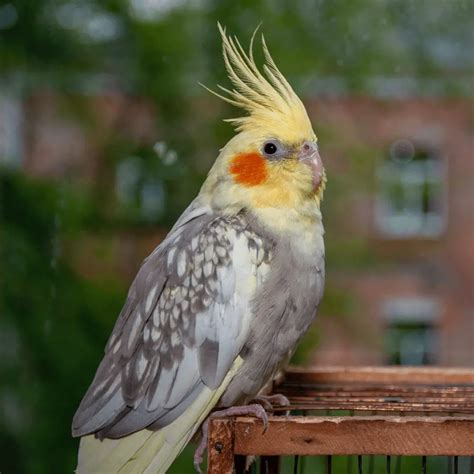 Cockatiel Colors Different Cockatiel Colors Cockatiel Color Mutations