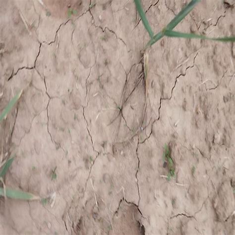 Weed Detection Object Detection Dataset And Pre Trained Model By Weedo