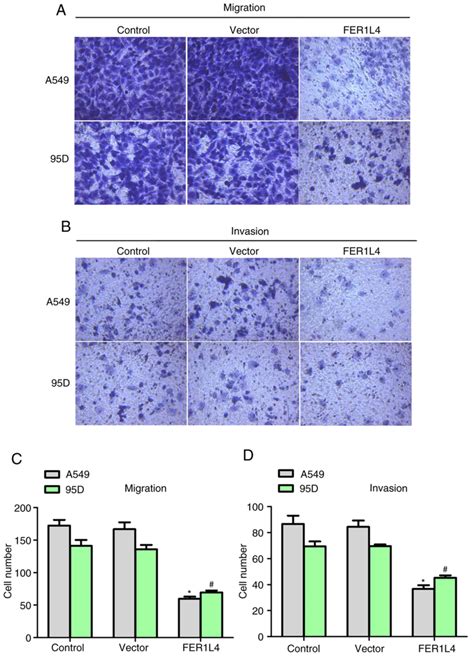 Long Non‑coding Rna Fer1l4 Inhibits Cell Proliferation And Metastasis