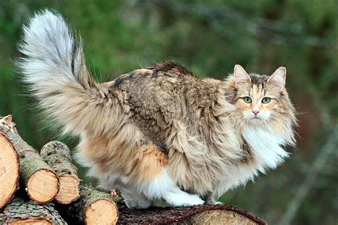 Big Fluffy Cat Breeds Meet The Most Adorable Feline Friends Top Breeds