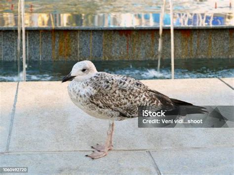 도시에 있는 샘의 가장자리에 회색 바다 갈매기의 신생 이 종의 갈매기는 생활의 첫번째 4 년 후 흰색 한 그들의 잡 색 깃털 변경 됩니다 갈매기에 대한 스톡 사진 및 기타