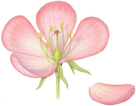 Botany Quizzes 4 Flashcards Quizlet