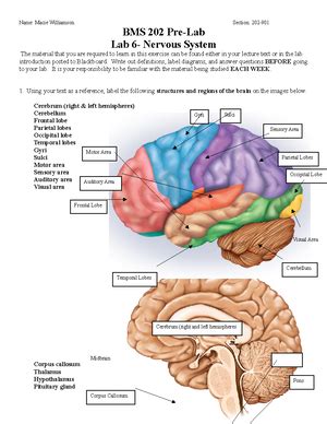 Pre Lab For Lab 3 Skeleton BMS 202 Pre Lab Lab 3 Skeleton The Material That You Are