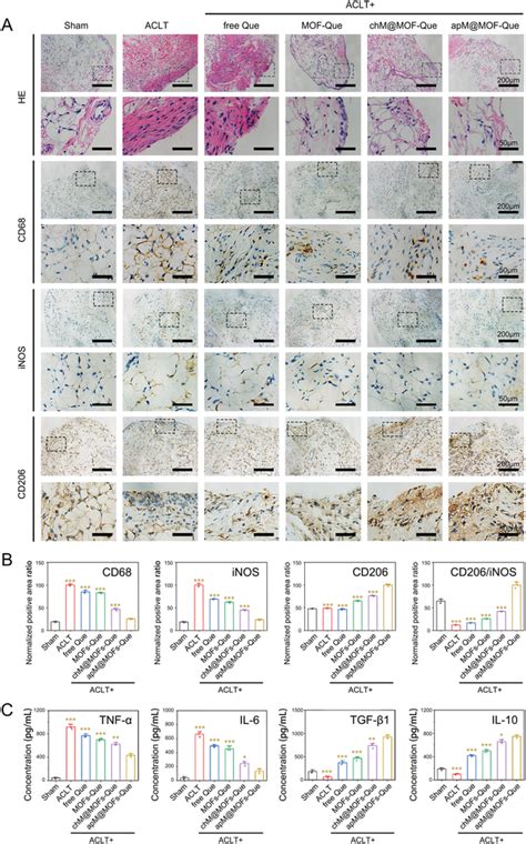 Evaluation Of The Synovial Macrophage Phenotype And Inflammation Level Download Scientific