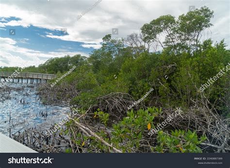 Is Mangrove A Biome At Jean Begaye Blog