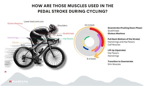 Cyclist Back Squat Muscles Worked