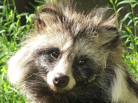 Projekt Ministerstwa Rodowiska Kary Za Wprowadzanie Gatunk W Inwazyjnych