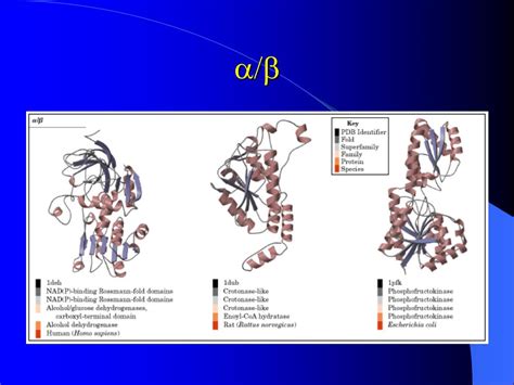 Ppt Bioinformatics Of Protein Structure Powerpoint Presentation Free Download Id 6877686