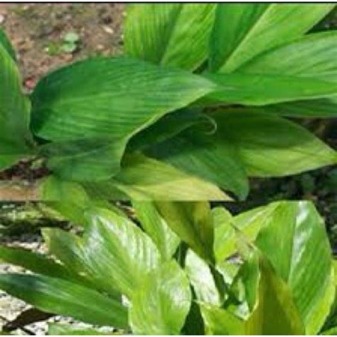 Daun Cemomok Daun Pijat Daun Kesing 3helai Shopee Malaysia