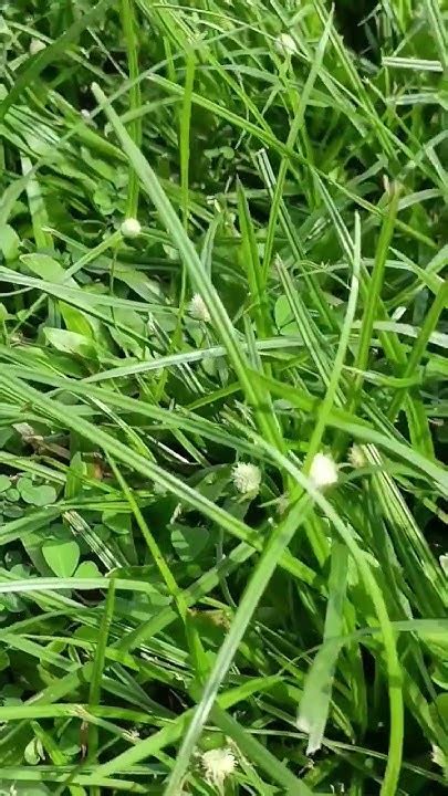 Ruot Barsanga Ti Singaporedamo Youtube