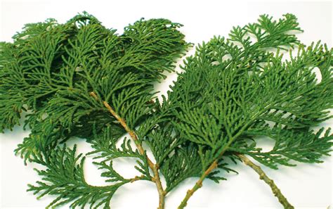 Hinoki Lab Pillow Sleep Mists Balancing Hinoki Branch 150ml