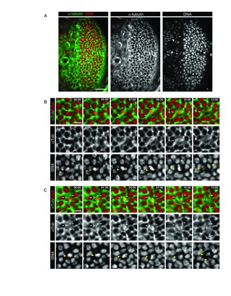 Figure S4 Supernumerary Centrosomes Cluster Efficiently To Form A