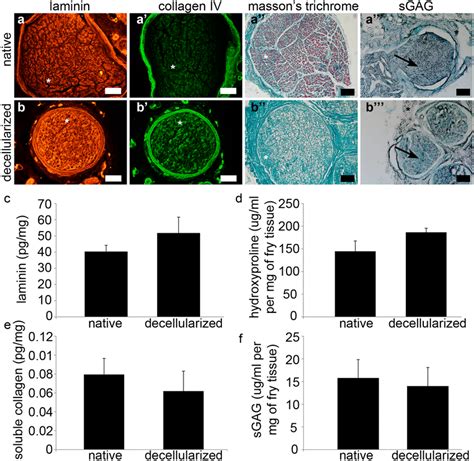 Ecm Immunofluorescence And Quantification Immunofluorescence For