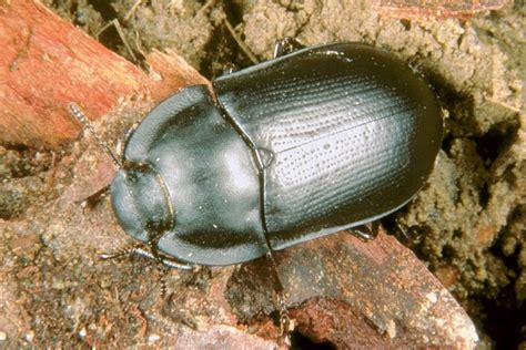 Eastern False Wireworm Cesar Australia