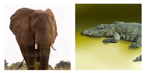 Wildlife Explorer Dataset Kaggle