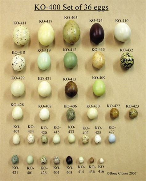 Wisconsin Bird Egg Identification Chart
