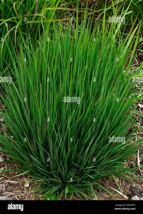 Closeup Of The Grey Green Upright Linear Foliage Of The Perennial