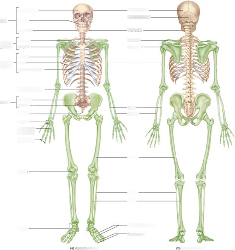 Bone Labeling Diagram Quizlet