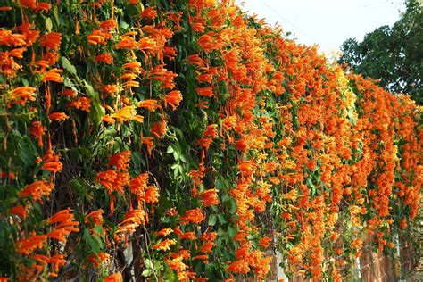 This Flowering Vine Is Perfect For Transforming Your Fence With Its