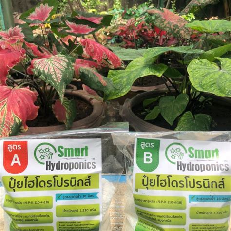 Smart Hydroponics ผักไฮโดรโปนิกส์