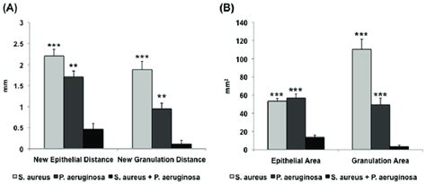 Quantification Of Histological Parameters For Wild Type Single Species Download Scientific