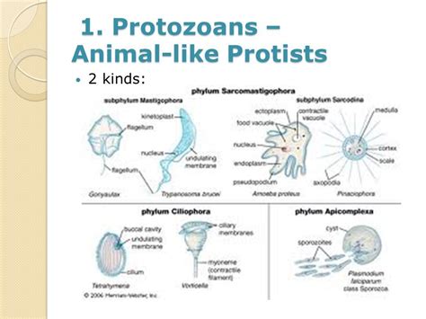 Types Of Protozoans