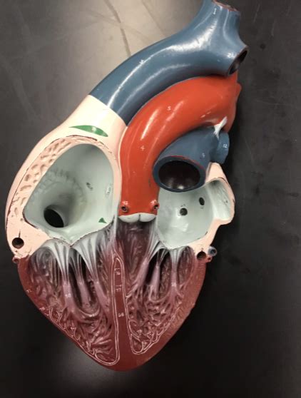 Lab Test 2 Heart 2 Diagram Quizlet